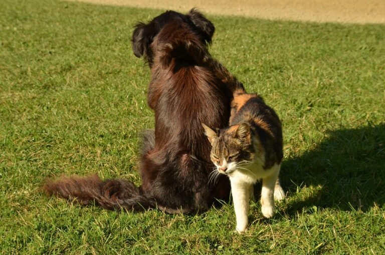 How to Introduce a Cat to a Dog : A Step-by-Step Guide for Peaceful ...