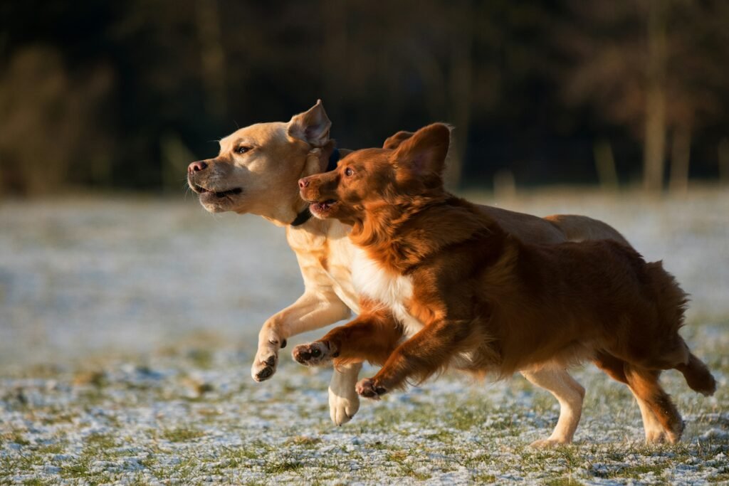 The Ultimate Guide to Medium Dog Breeds: Characteristics, Care, and Top ...